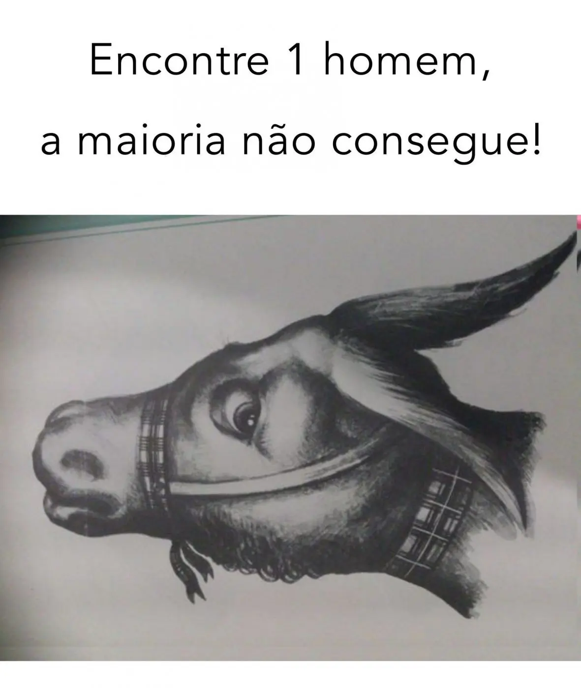 Ache as Diferenças: O Banho dos Coelhos